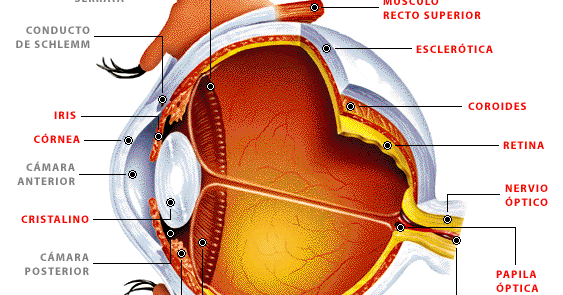 lola: EL GLOBO OCULAR
